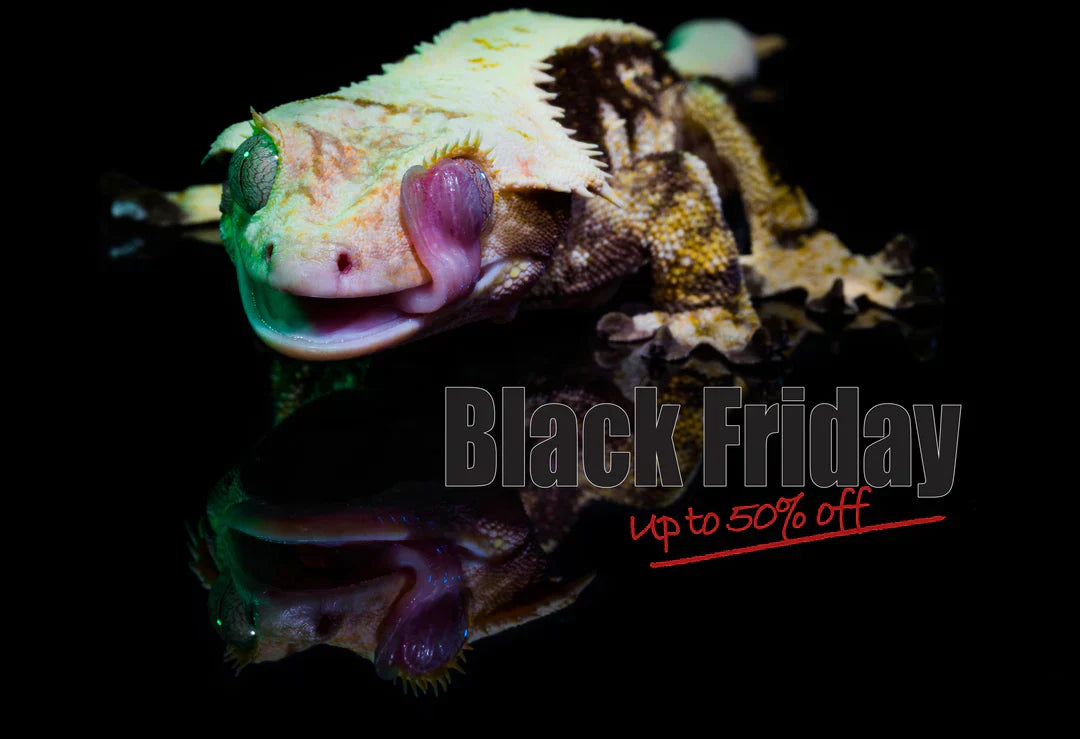 Black Friday Sale *** OUR BIGGEST SALE OF THE YEAR! *** – TikisGeckos
