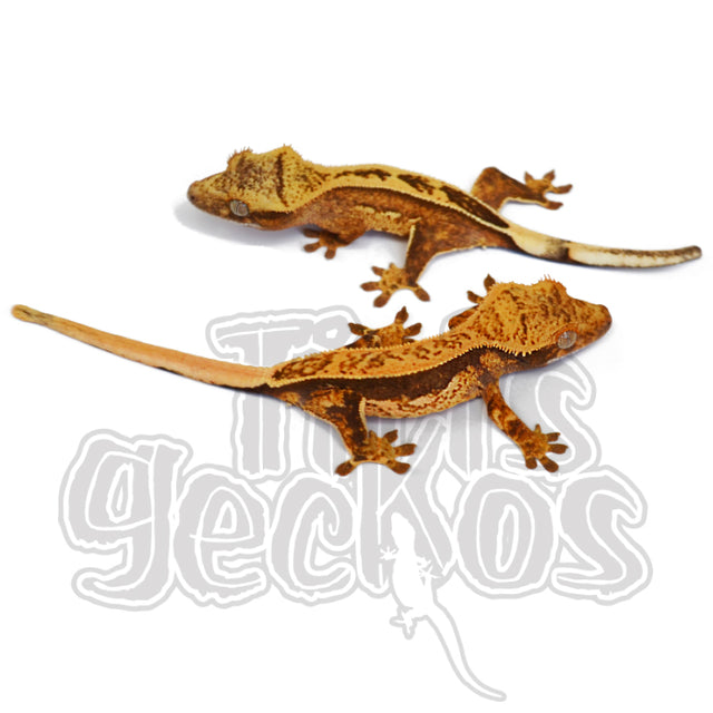 TikisGeckos - Specializing in breeding High End New Caledonian Geckos