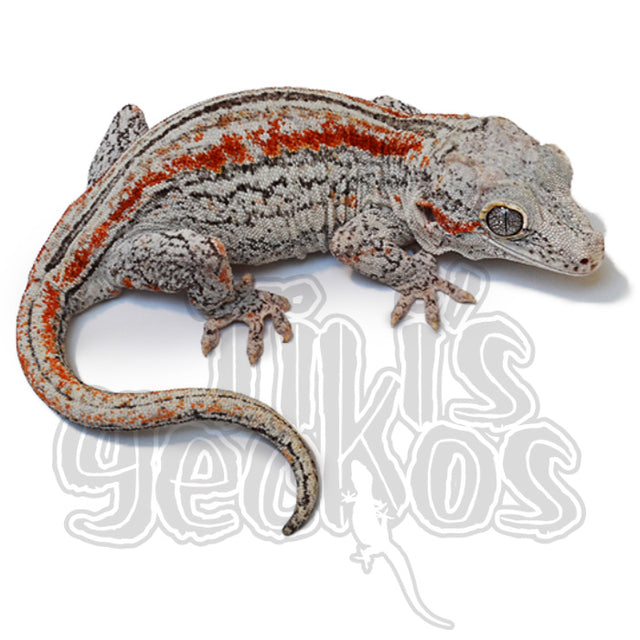 TikisGeckos - Specializing in breeding High End New Caledonian Geckos