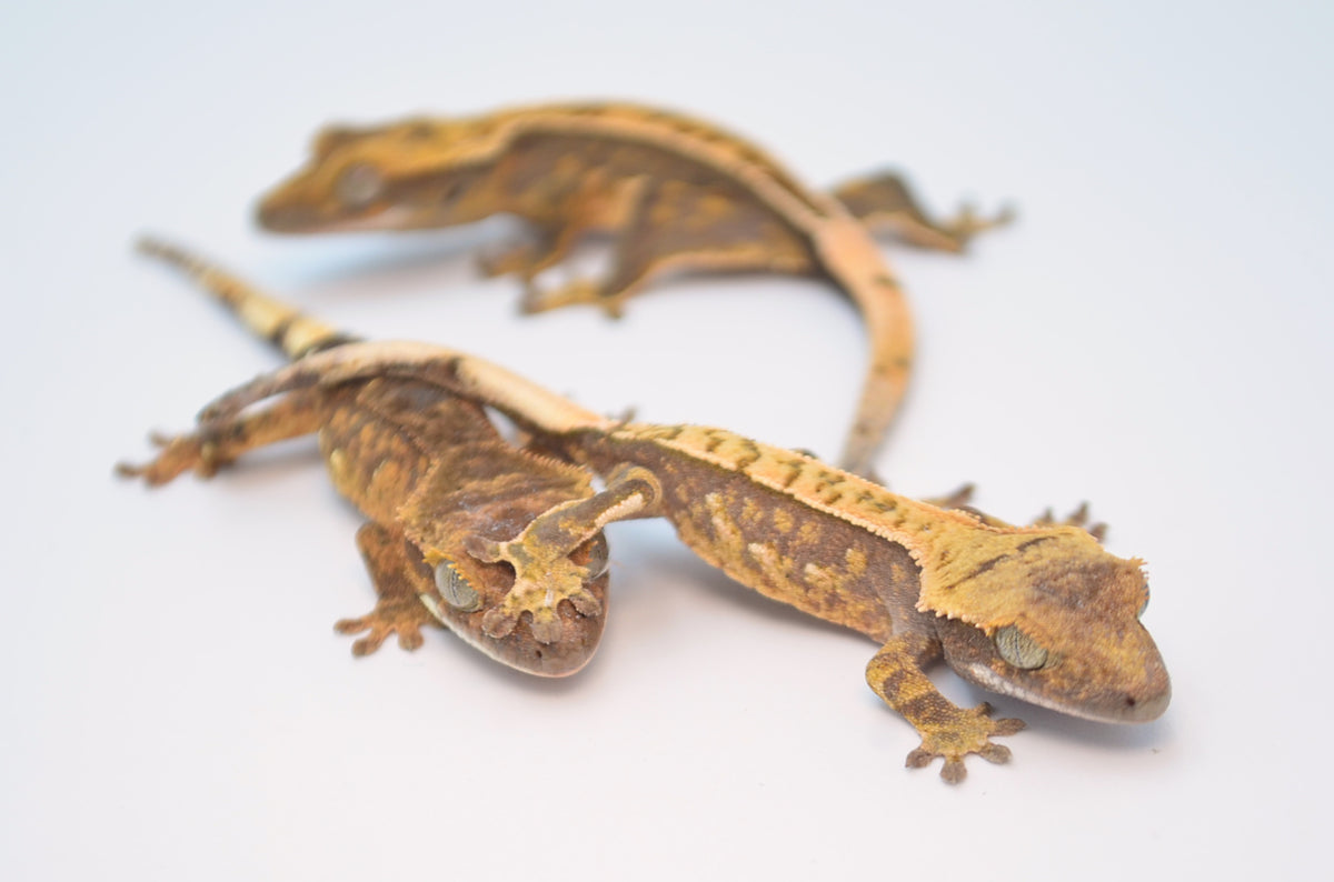 Wholesale Baby Crested Geckos - Bulk Pricing for Breeders | TikisGeckos