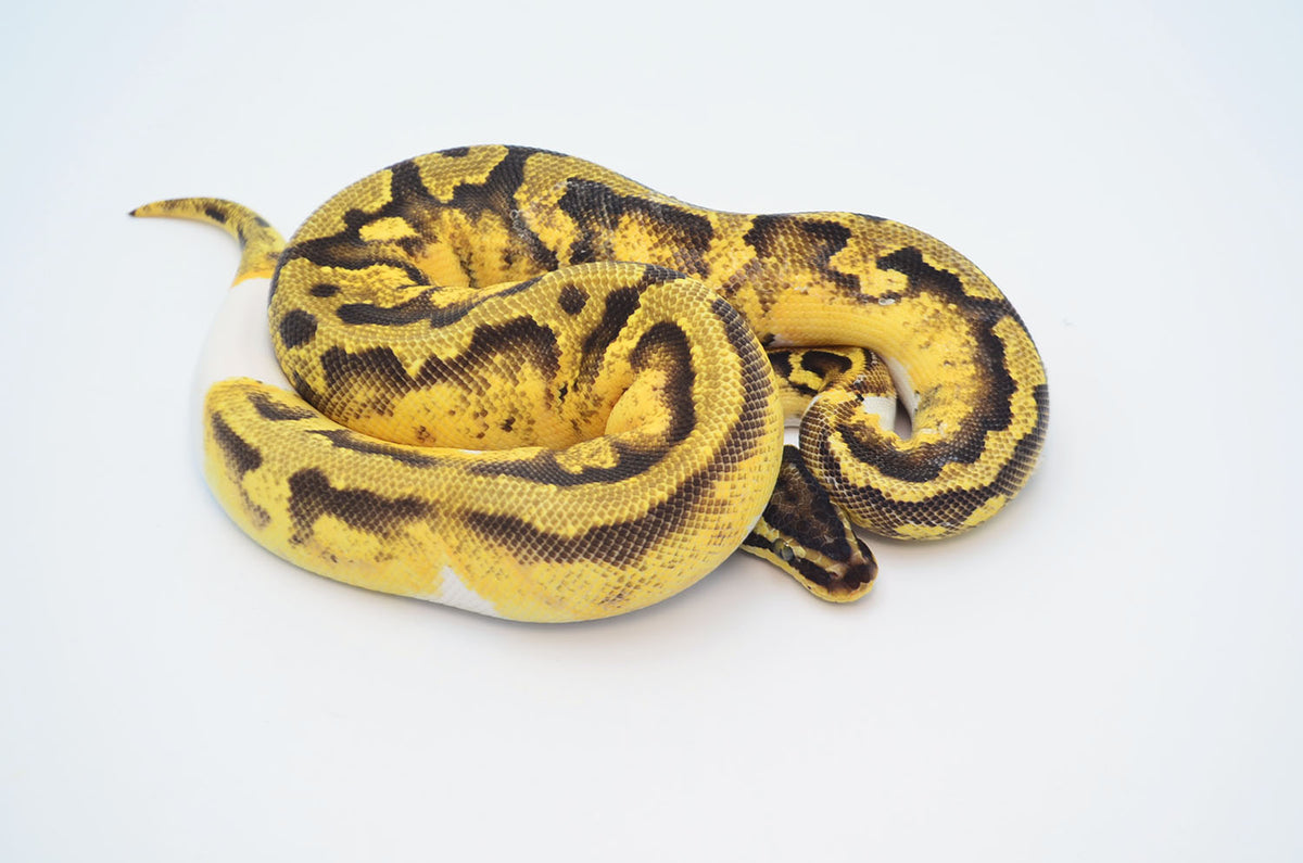 Sandblast Pastel Pied Ball Python for sale – TikisGeckos