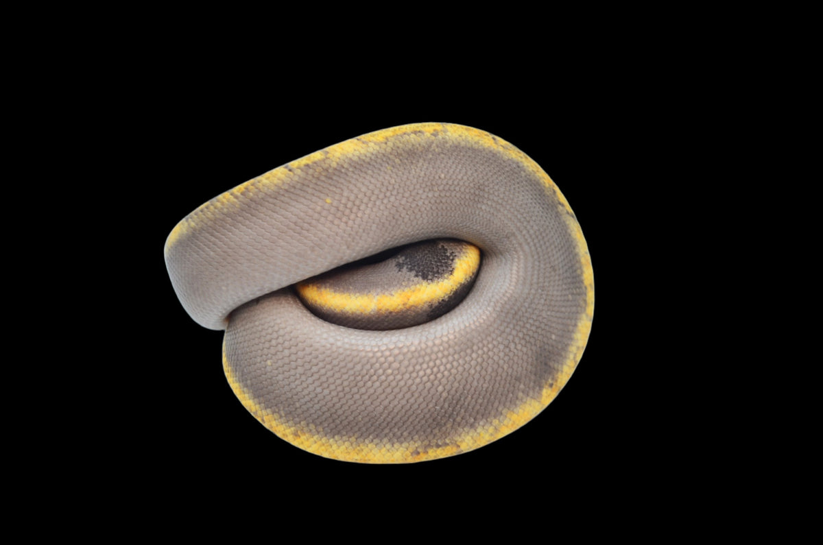 GHI Champagne Ball Python for sale – TikisGeckos