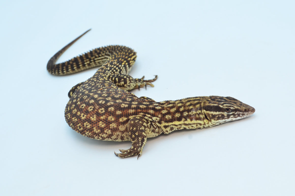Red Ackie Monitor Lizard for sale – TikisGeckos
