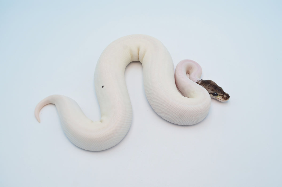 Super Leopard Pastel Red Axanthic Pied Ball Python – TikisGeckos