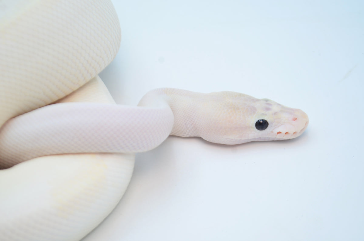 Enchi Ivory Pied Ball Python for sale – TikisGeckos