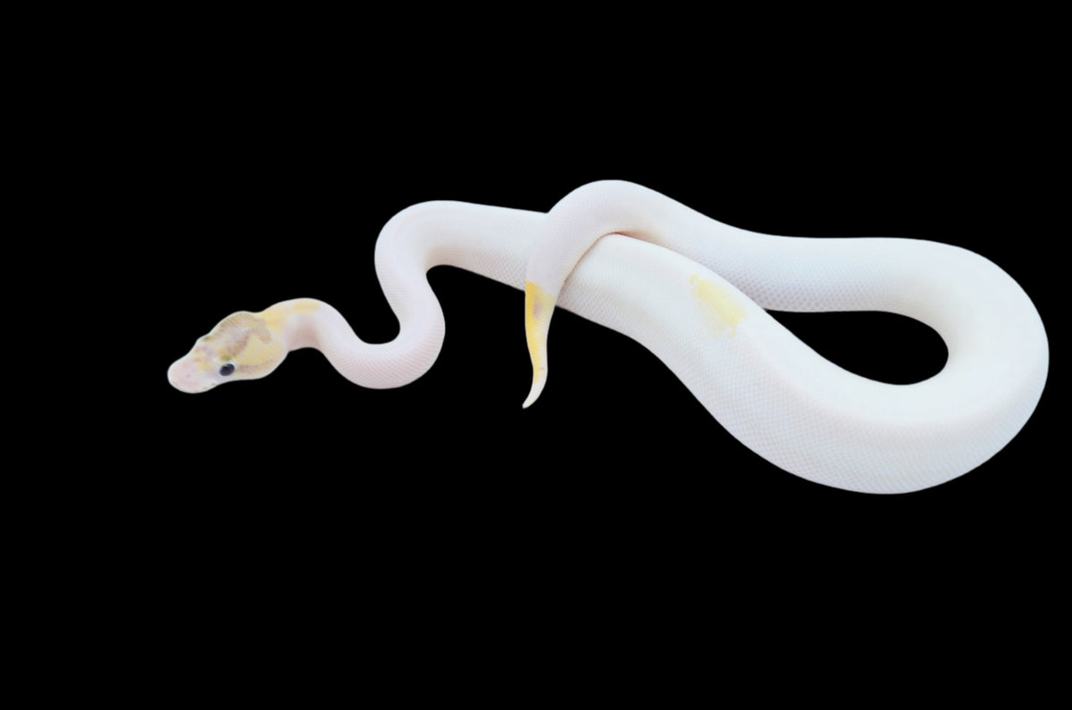 Pastel Enchi Ivory het Pied Ball Python for sale – TikisGeckos