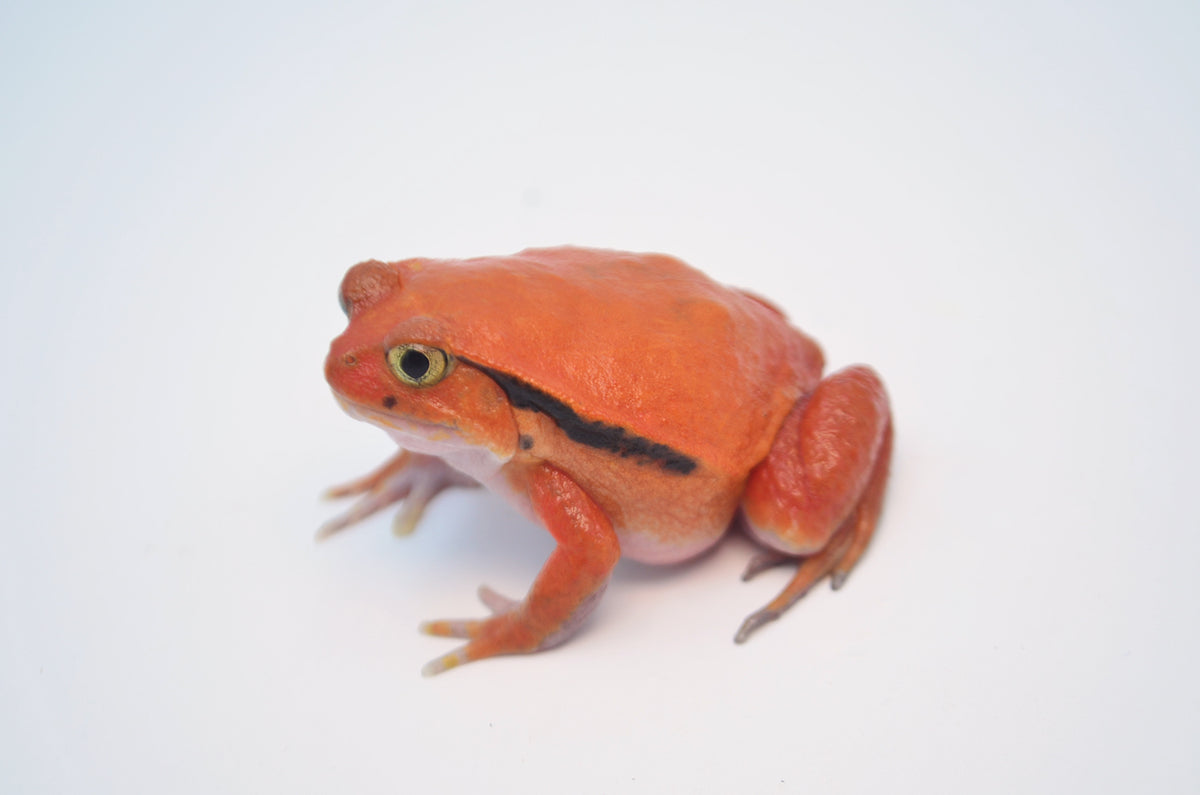 Tomato Frog for Sale – TikisGeckos
