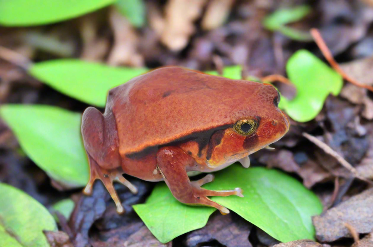 Tomato Frog for Sale – TikisGeckos