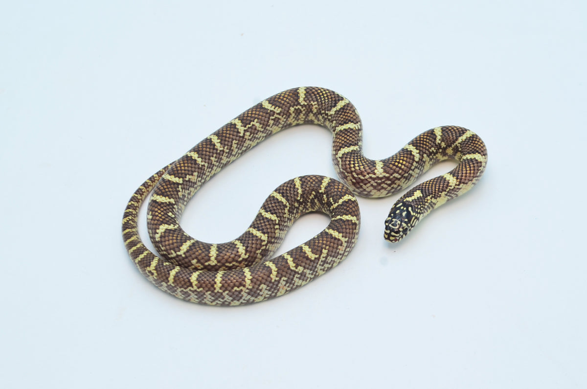 Brooks Kingsnake for Sale – TikisGeckos