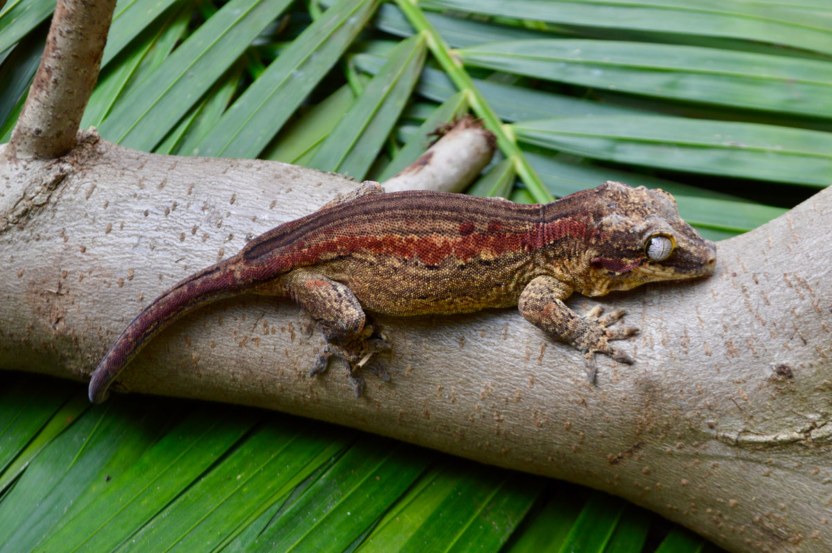 Red Striped Gargoyle Gecko – TikisGeckos