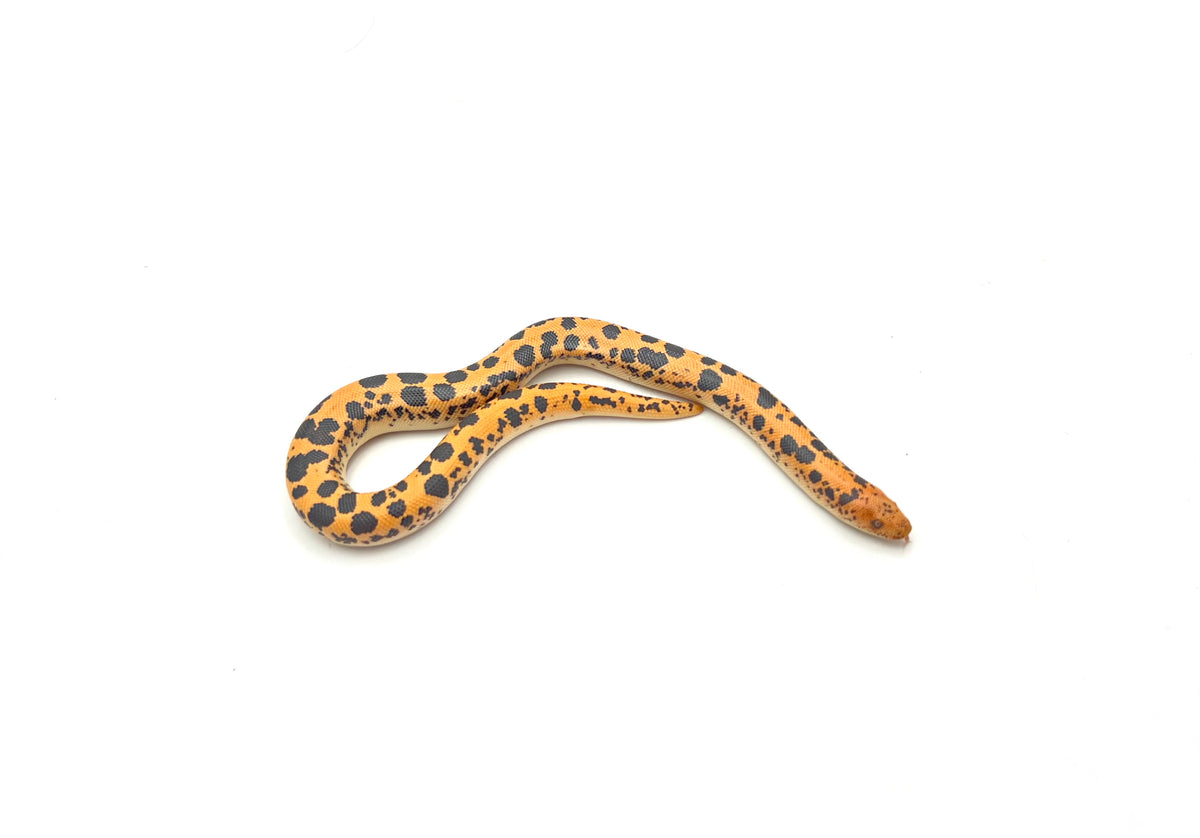 Baby Dodoma Kenyan Sand Boa for sale – TikisGeckos