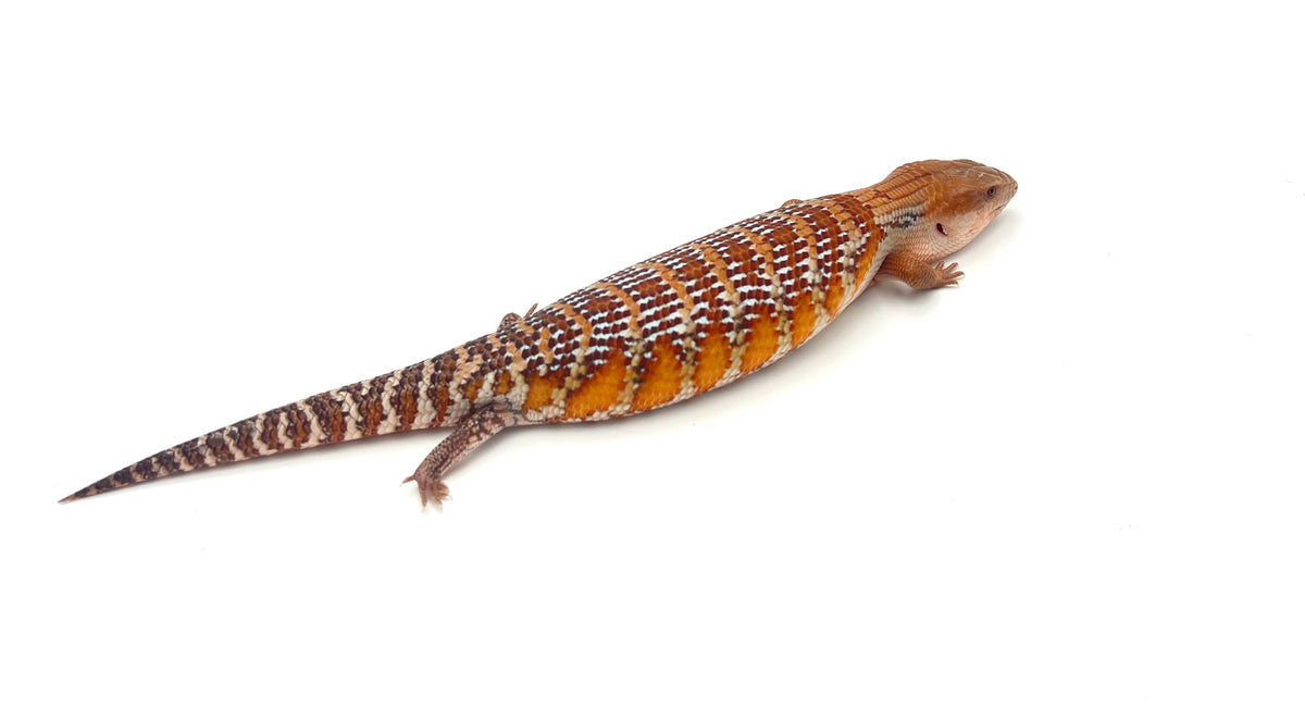 Baby Northern Blue Tongue Skink for sale – TikisGeckos