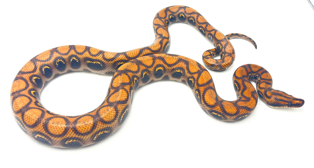 Brazilian Rainbow Boa for sale – TikisGeckos
