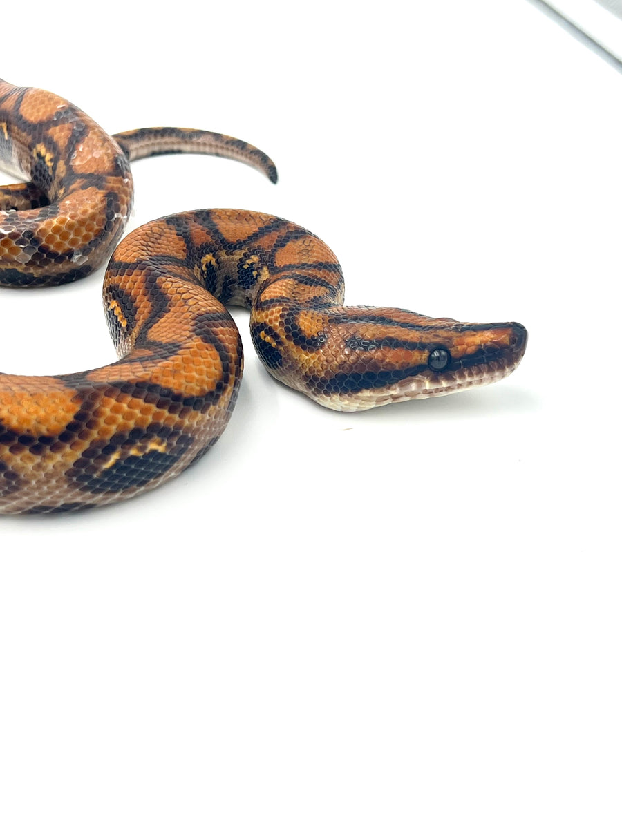 Brazilian Rainbow Boa for sale – TikisGeckos