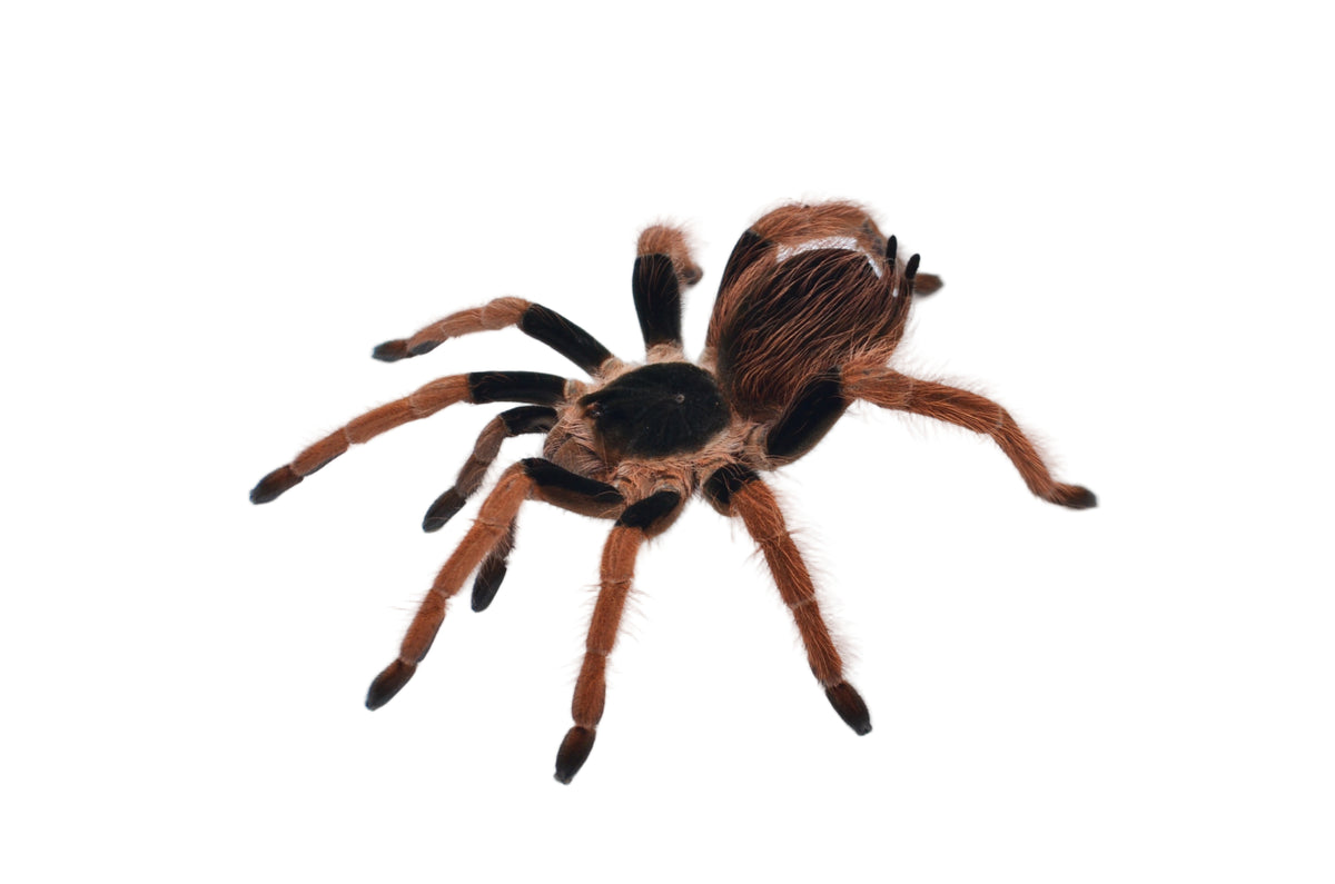 Colombian Red Leg Tarantula (Megaphobema robustum) female for sale ...