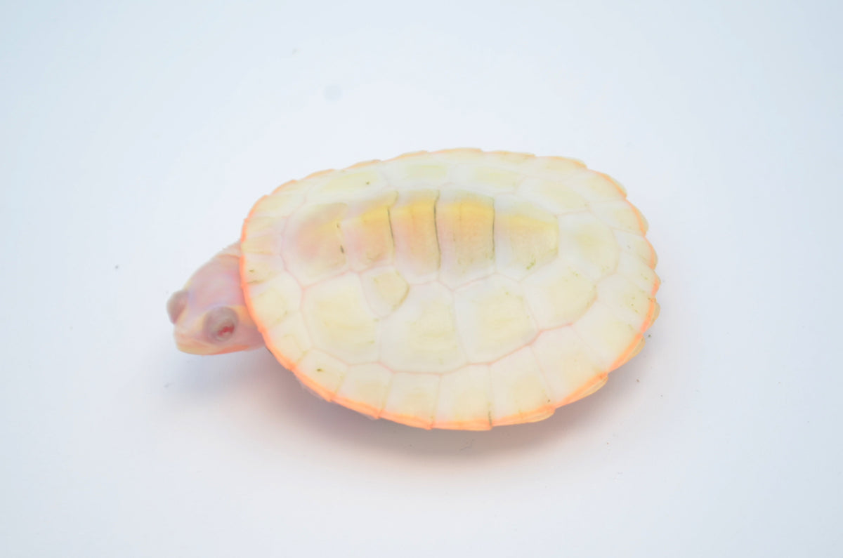 Pink Belly Sideneck Turtle for sale – TikisGeckos