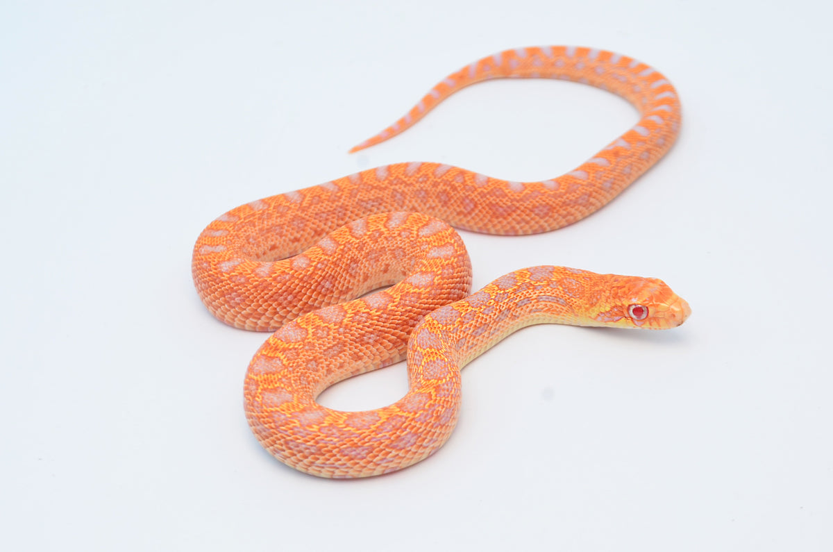 Red Albino Bull Snake for Sale – TikisGeckos
