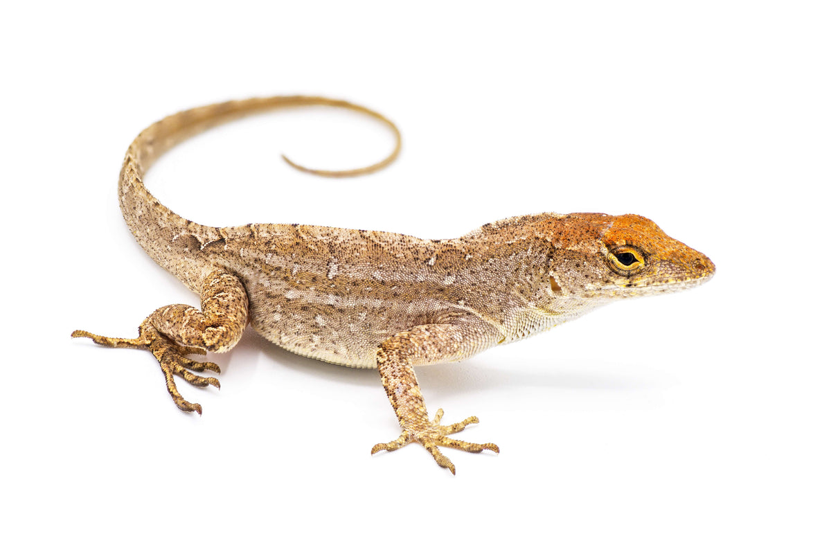 Brown Anole for sale – TikisGeckos