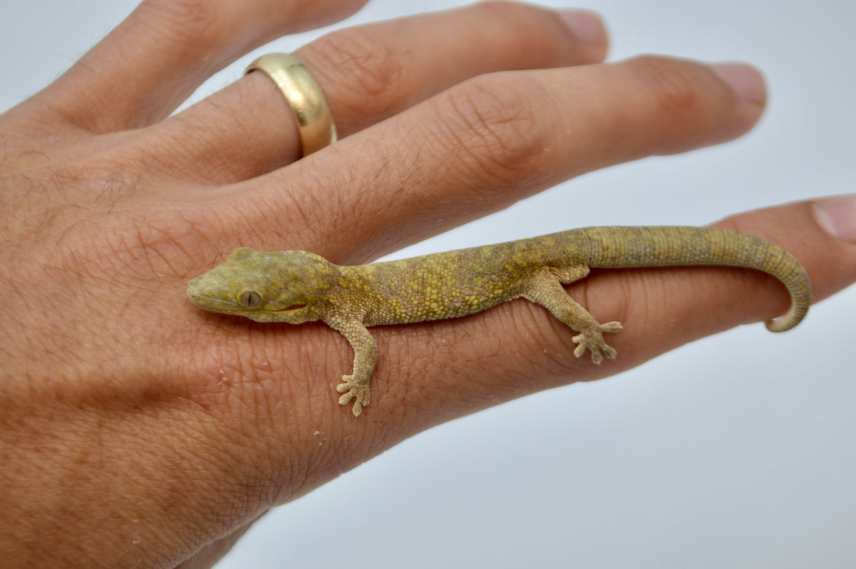 Symmetricus Chameleon Gecko for Sale – TikisGeckos