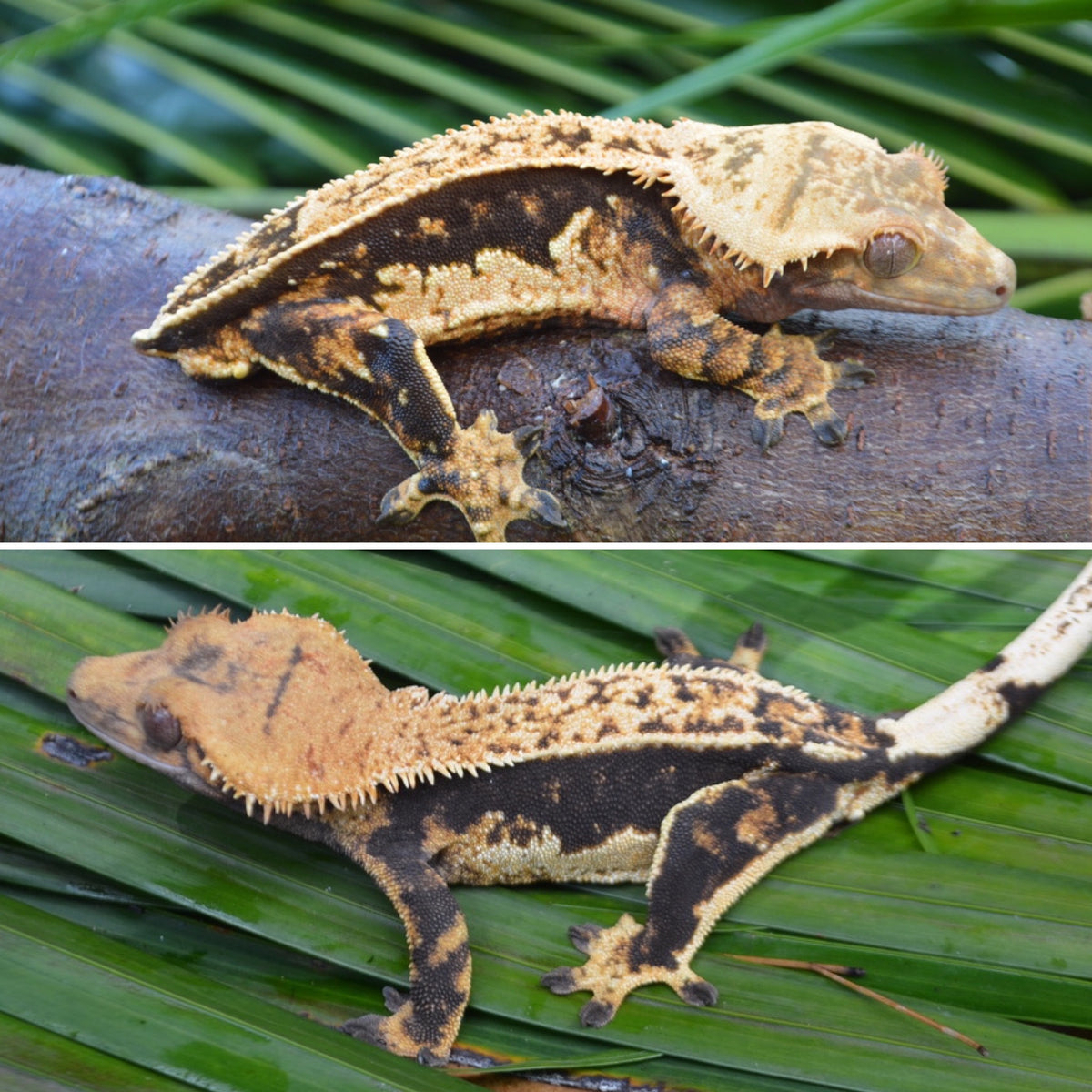 Tangerine Crested Gecko for sale – TikisGeckos