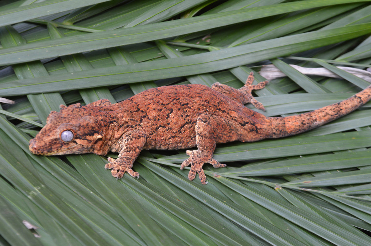 Rusty Red Base Reticulated Gargoyle Gecko – TikisGeckos