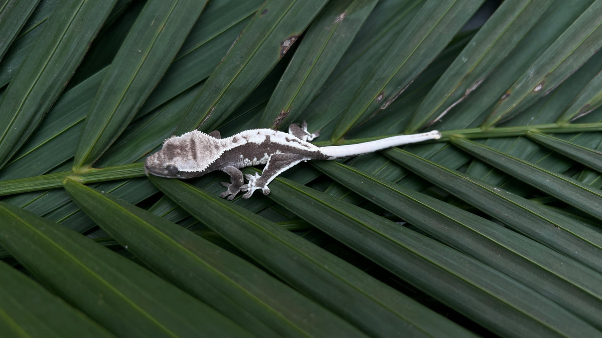 Axanthic Lilly White Crested Gecko for sale – TikisGeckos