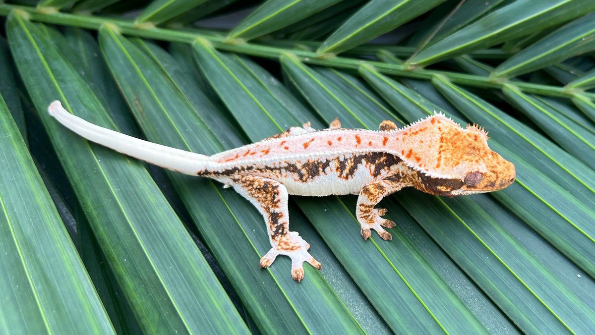 Holdback Lilly White Male Crested Gecko for sale – TikisGeckos