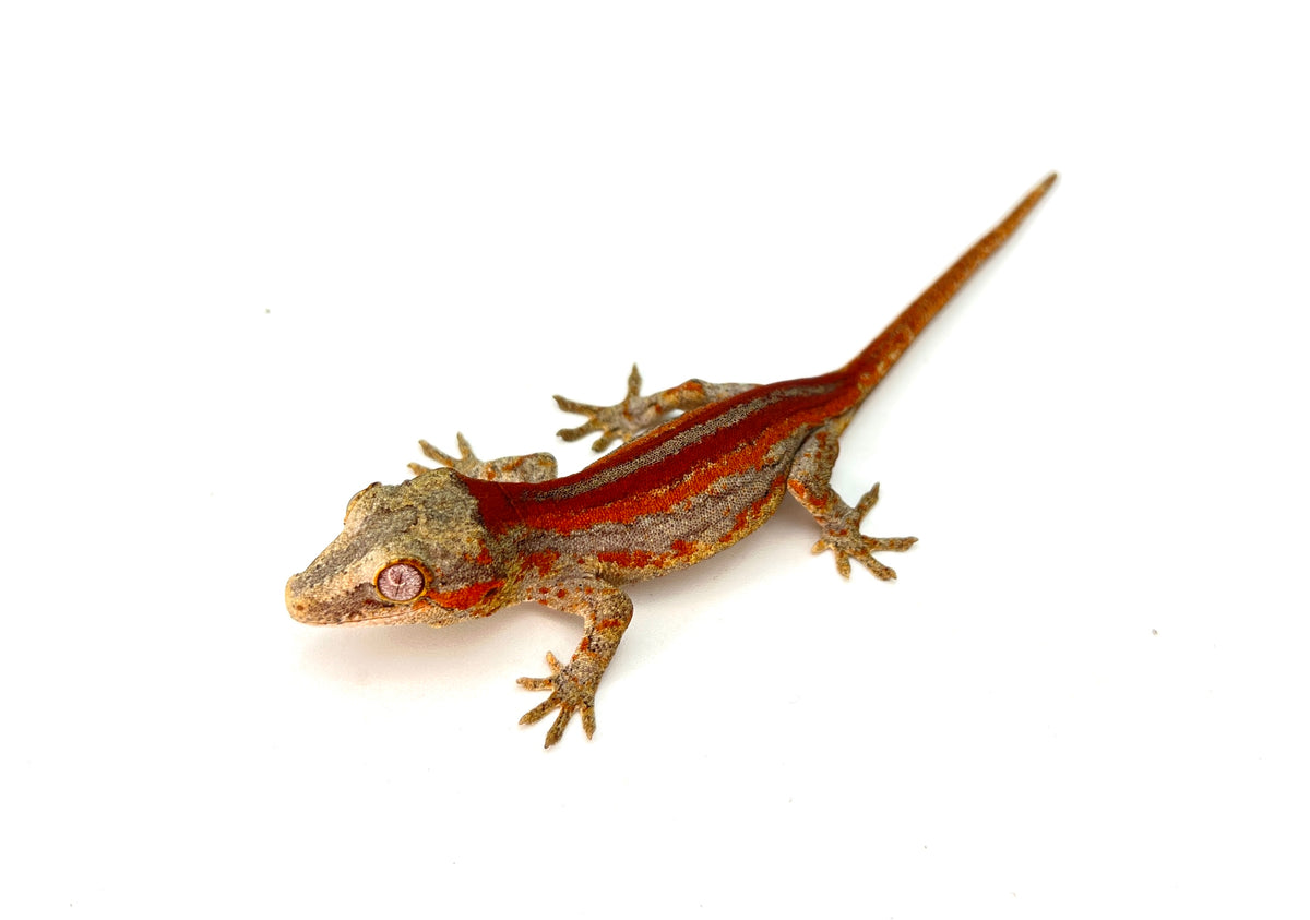 Neon Red Stripe Gargoyle Gecko for sale – TikisGeckos