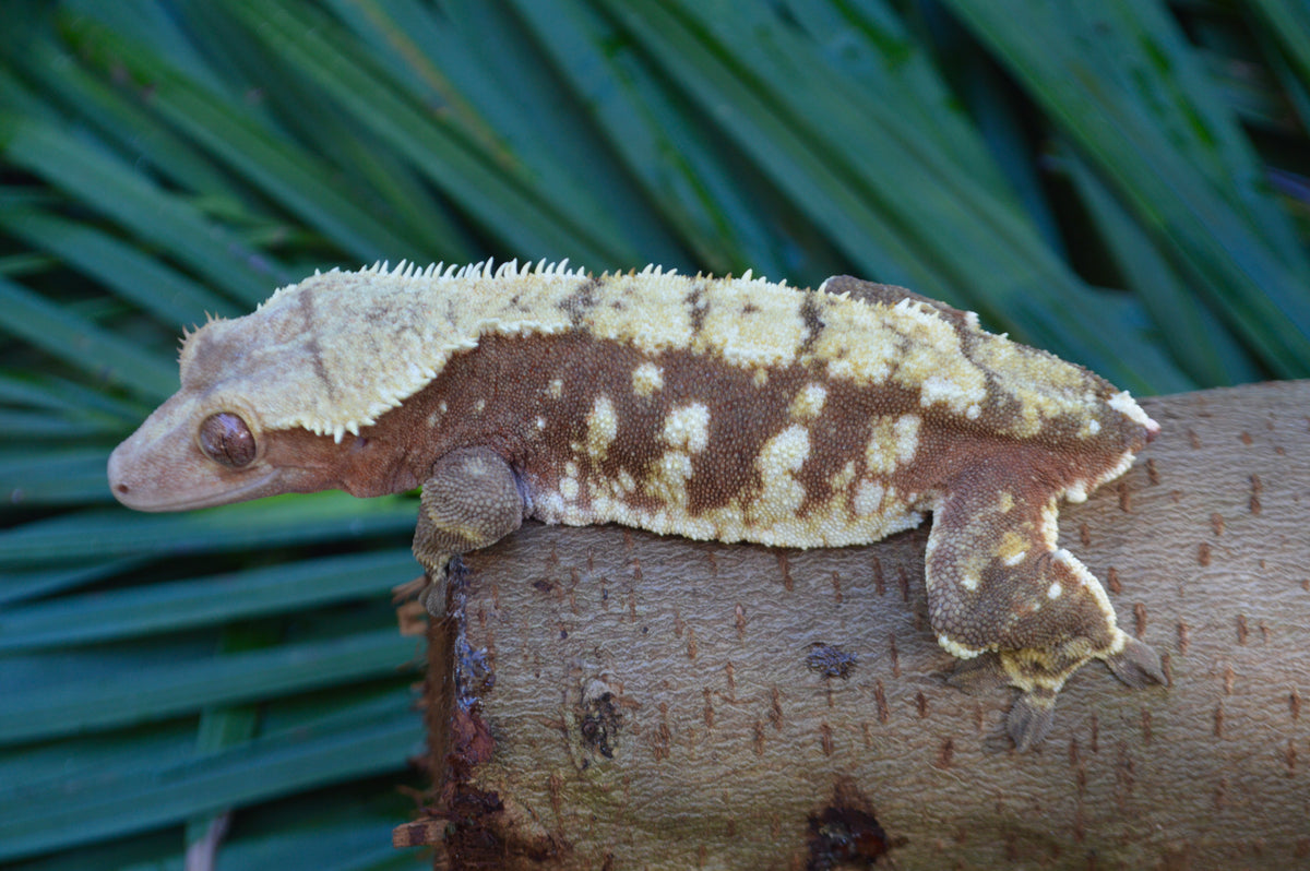Red and Cream Crested Gecko Baby – TikisGeckos