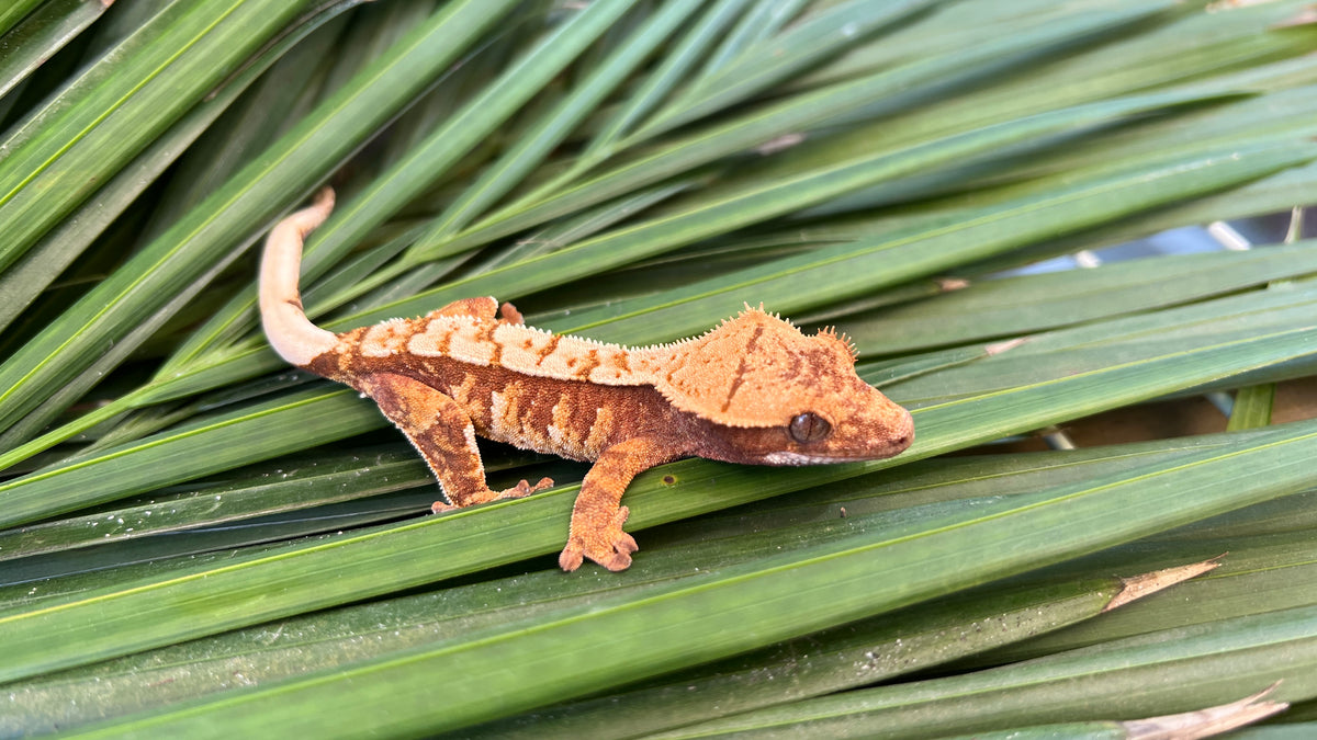 Red Harlequin Crested Gecko for sale – TikisGeckos
