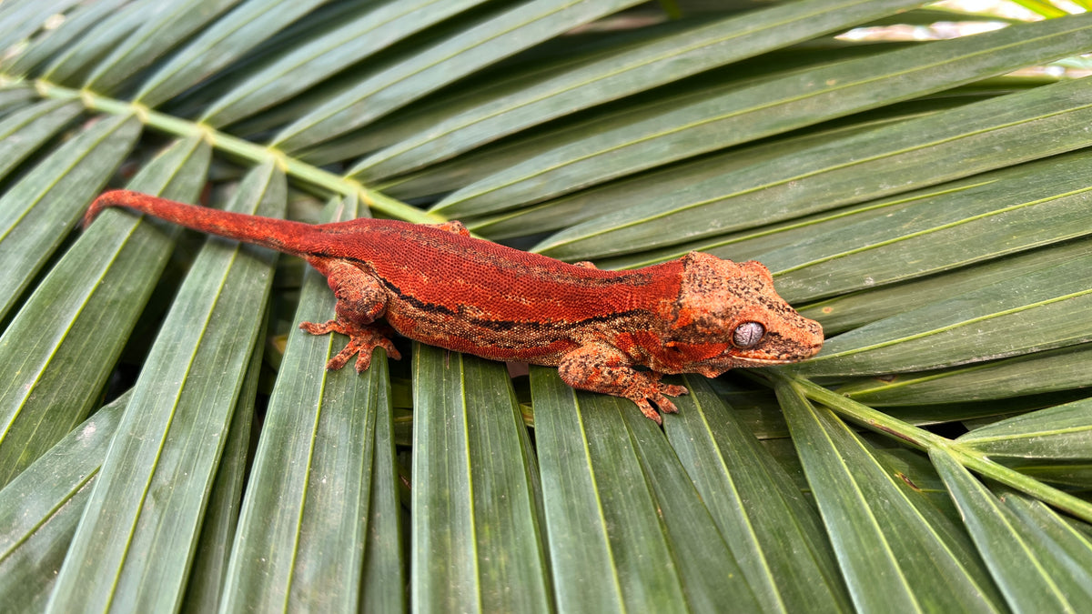 Red Striped Gargoyle Gecko (INCREDIBLE COLOR) – TikisGeckos