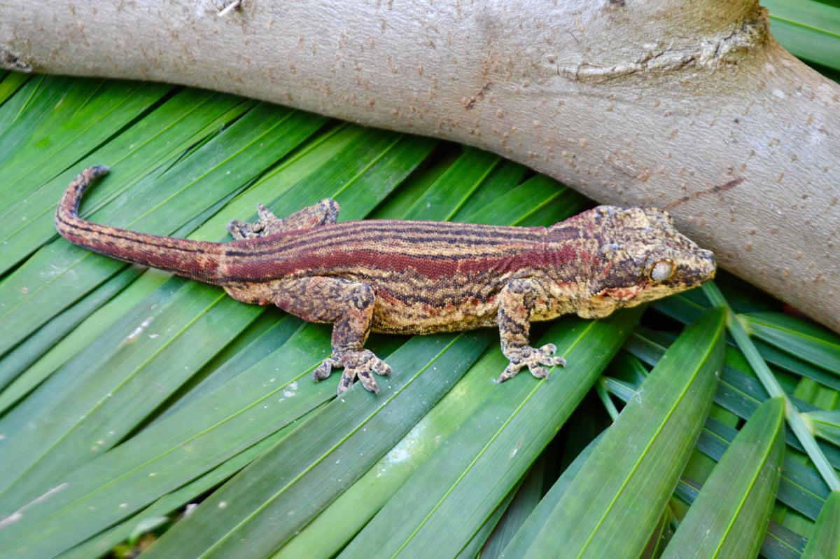 Red Striped Gargoyle Gecko (Vanilla Ice offspring) – TikisGeckos
