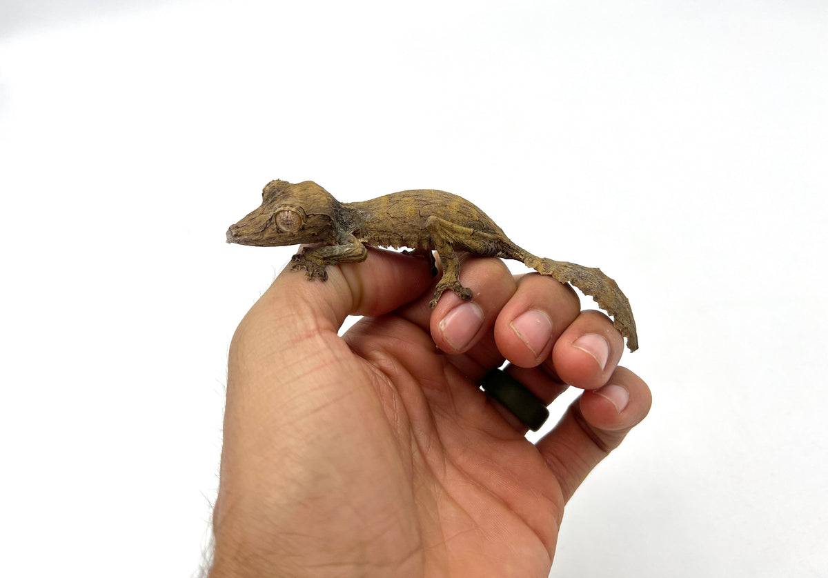 Henkel's Leaf Tailed Gecko (Uroplatus henkeli) for sale – TikisGeckos