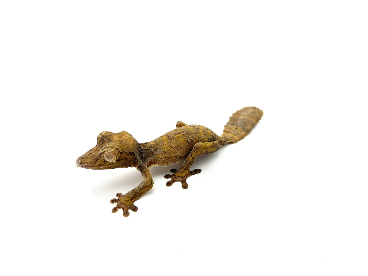 Henkel's Leaf Tailed Gecko (Uroplatus henkeli) for sale – TikisGeckos