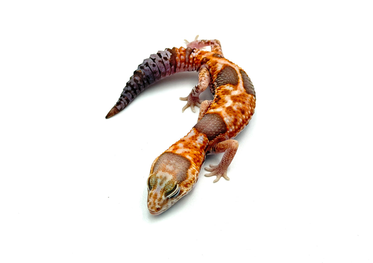 Whiteout Amelanistic African Fat Tail Gecko – TikisGeckos