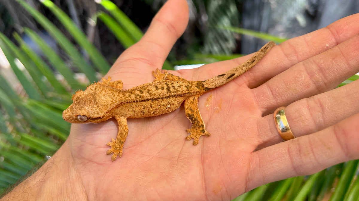 Tiger Phantom Crested Gecko for sale – TikisGeckos