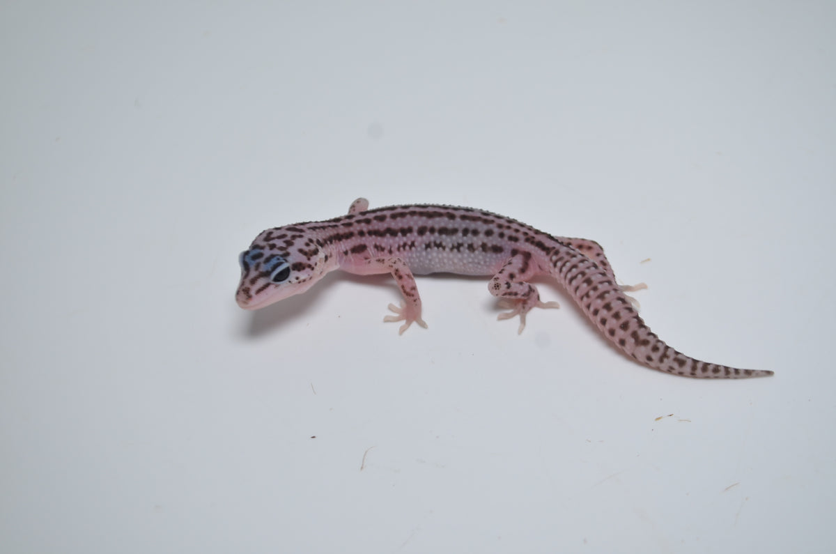 Super Snow Leopard Gecko for sale – TikisGeckos