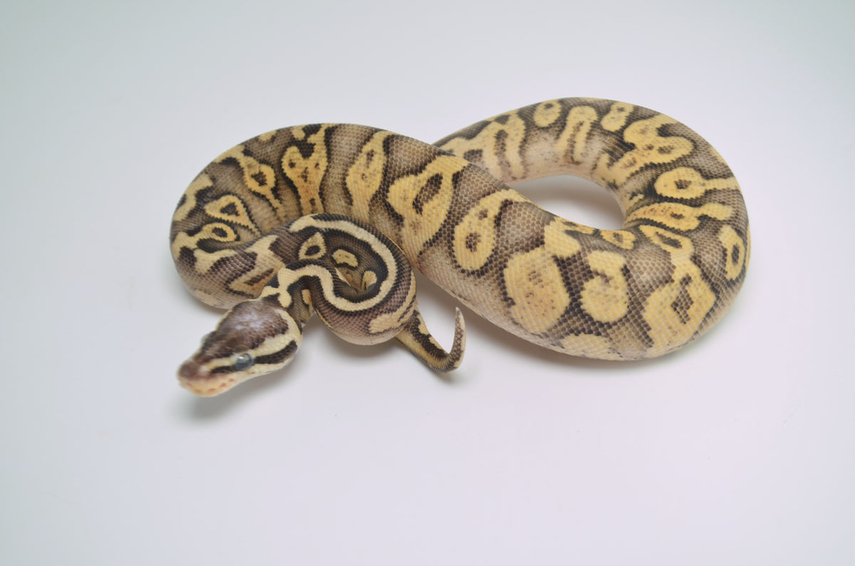 Super Pastel YellowBelly Ball Python for sale – TikisGeckos
