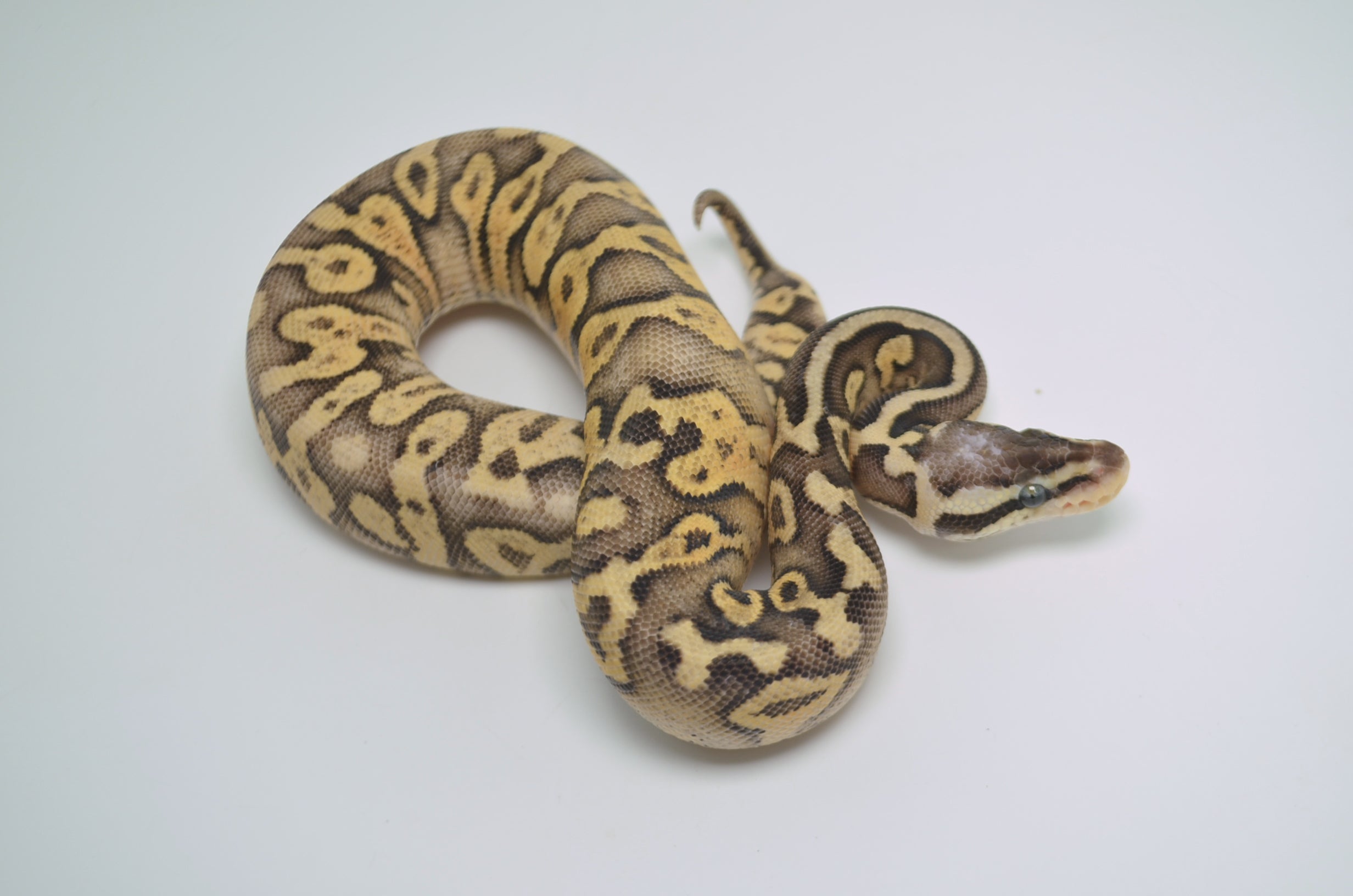 Super Pastel Ball Python