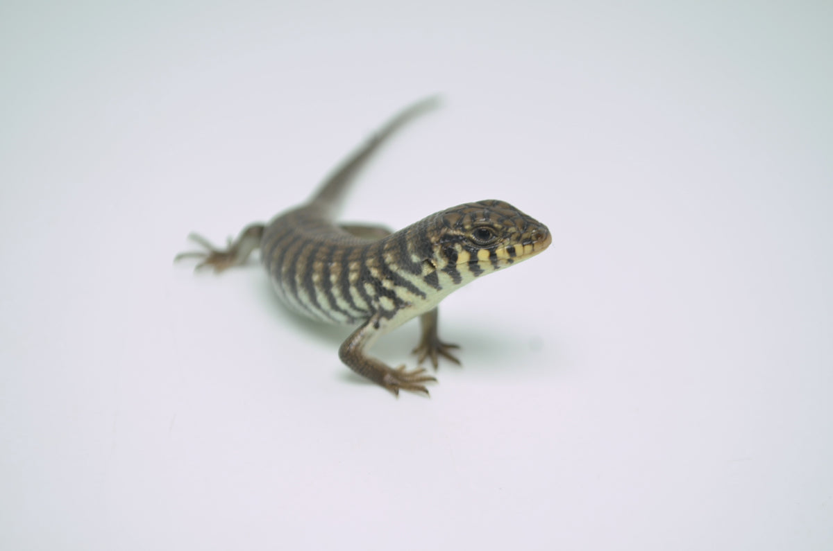 Kenyan Zebra Skink for sale – TikisGeckos