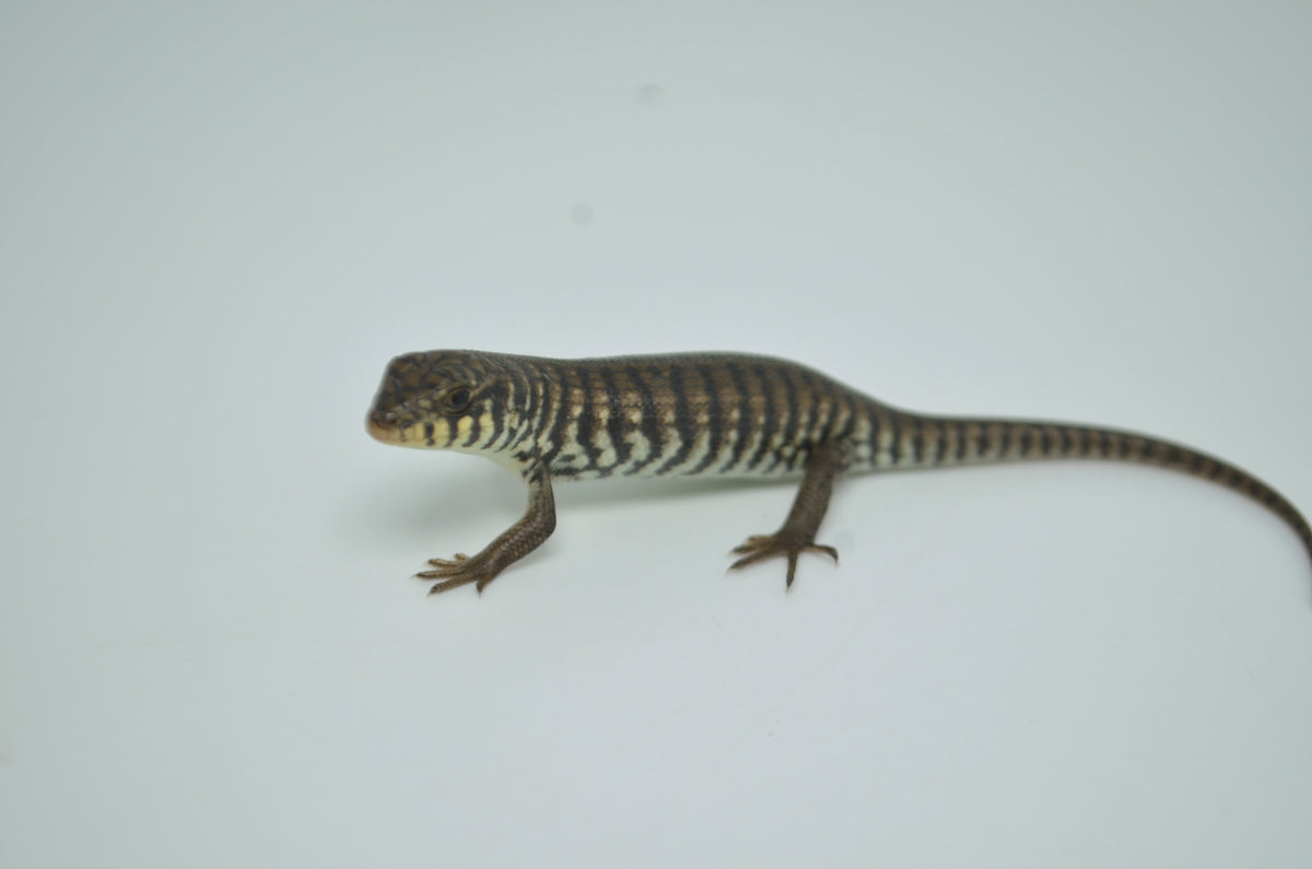 Kenyan Zebra Skink for sale – TikisGeckos