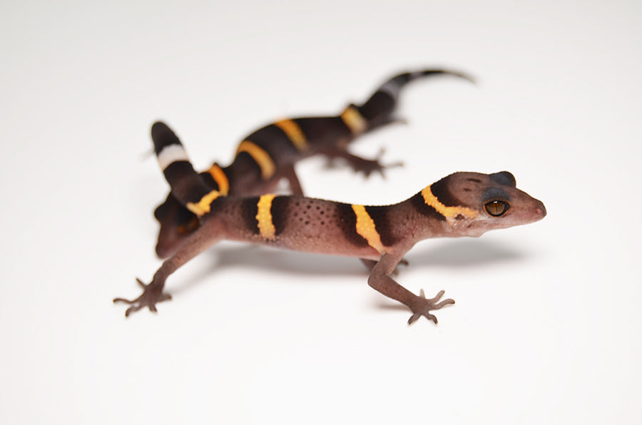 Chinese Cave Gecko for sale – TikisGeckos