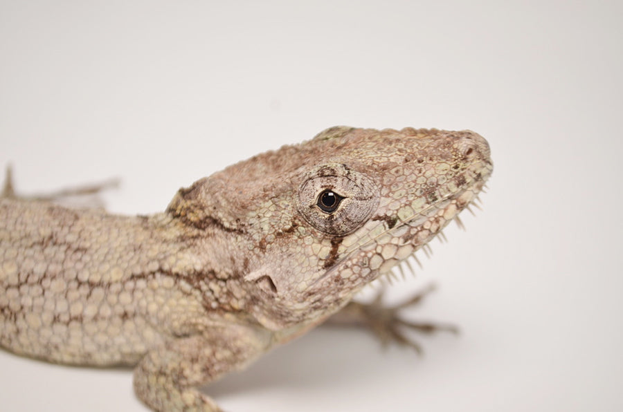 False Chameleon (Western Bearded Anole) For Sale – TikisGeckos
