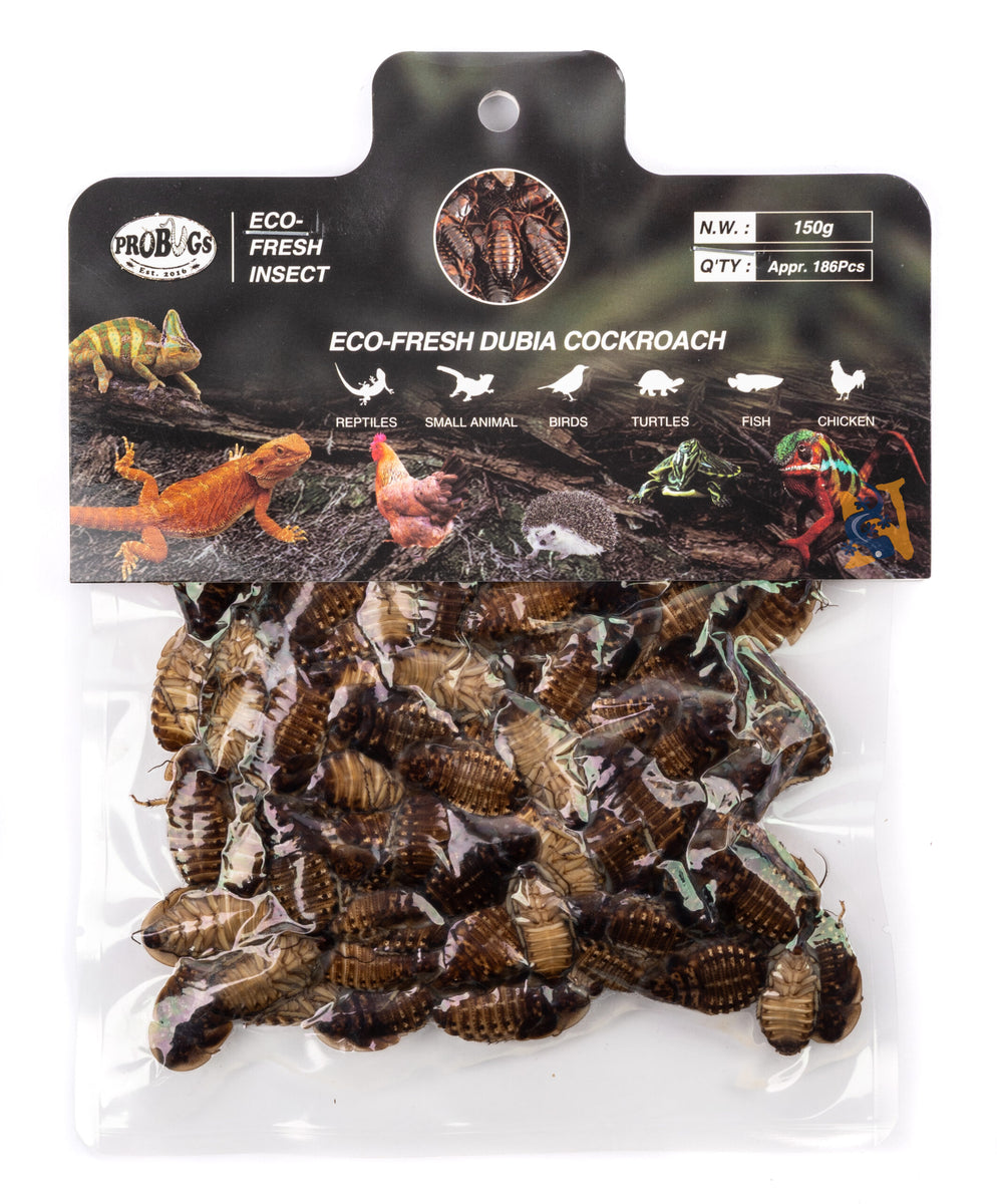 Dubia Cockroaches – TikisGeckos